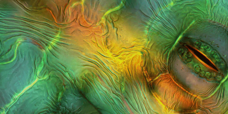 M&M 2025 (Microscopy & Microanalysis)