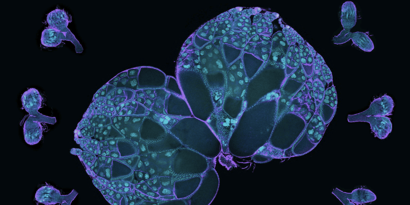 M&M 2025 (Microscopy & Microanalysis)